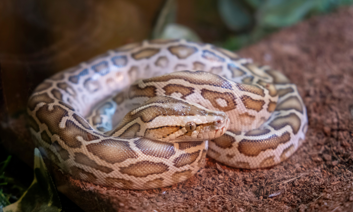 Python Profile: The Burmese Snake