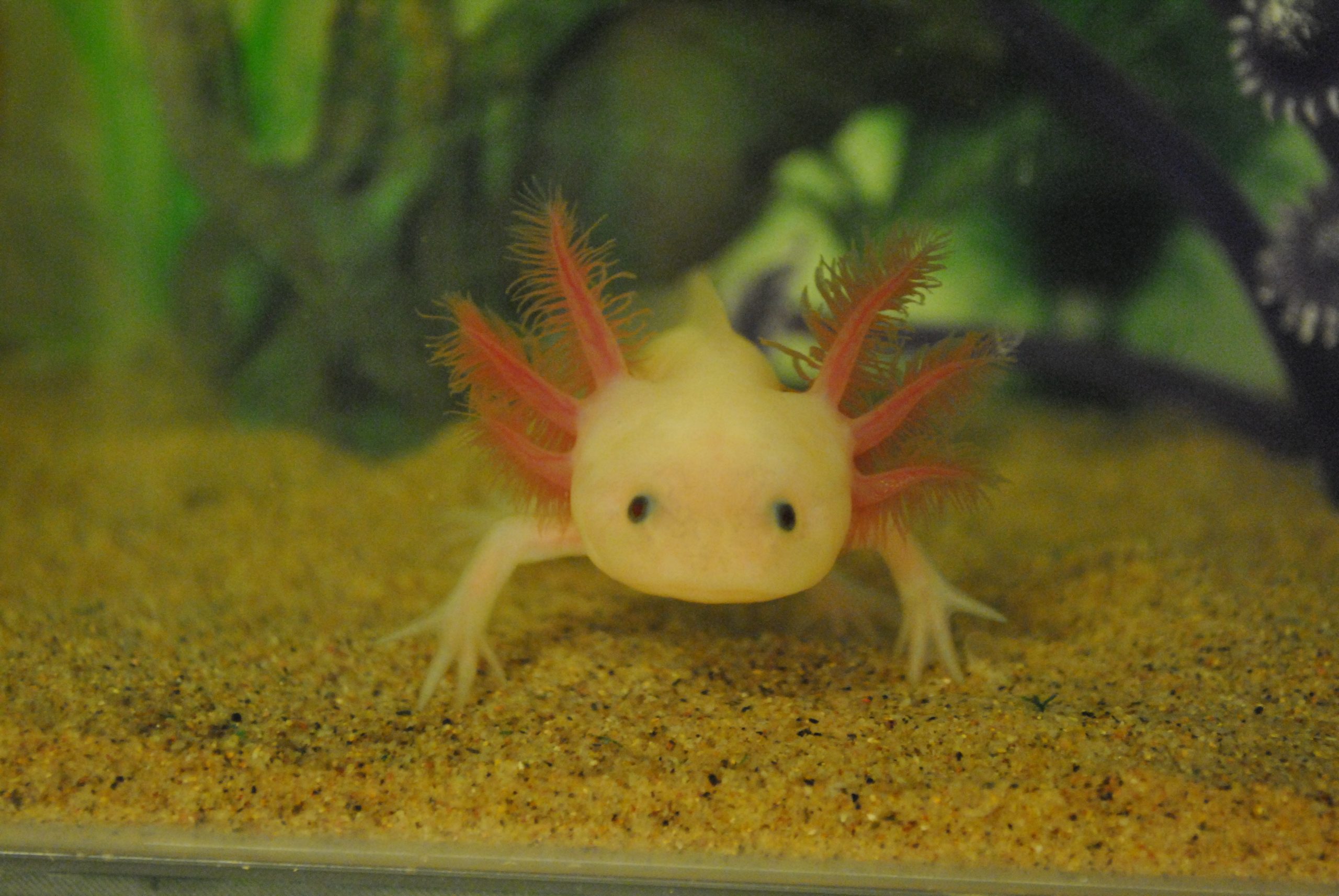 Axolotl Health Care 101