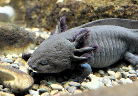 Guide to Axolotl Habitat