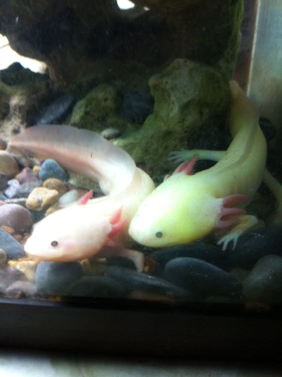 Axolotl Development, Reproduction and Other Fascinating Facts