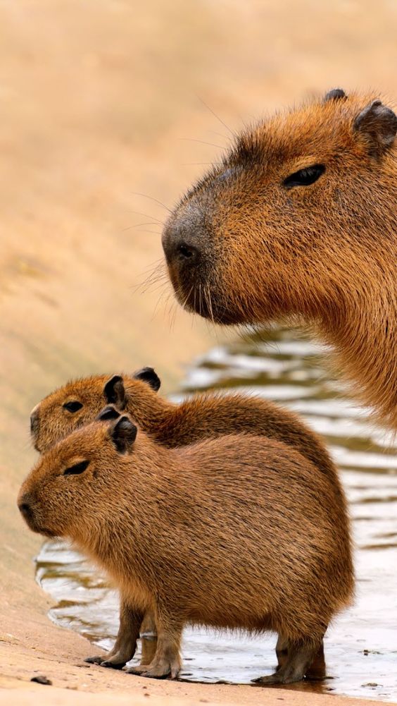 Baby Capybara