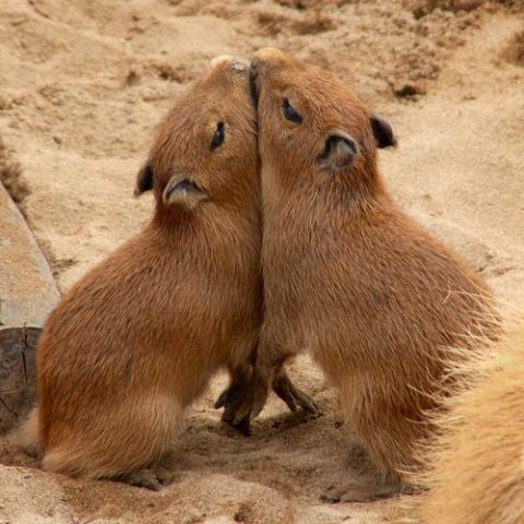 Capybara as Pets