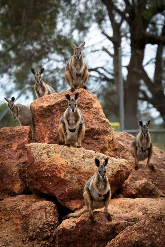 Different Types of Wallabies, How they behave and Communicate in the Wild