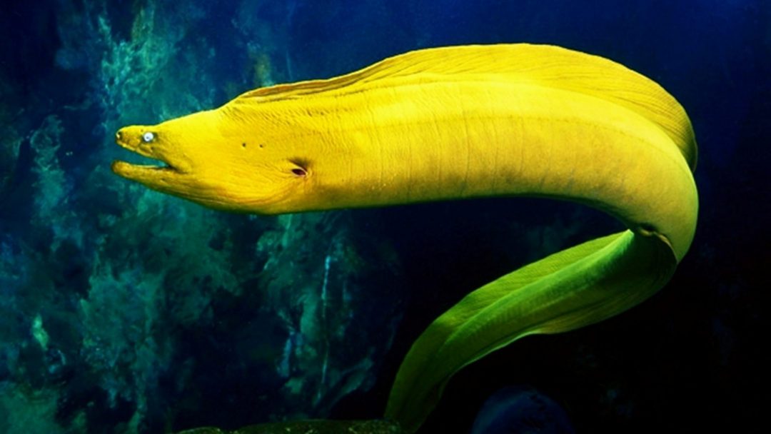 Eels As Pets A Complete Guide Lolly Brown