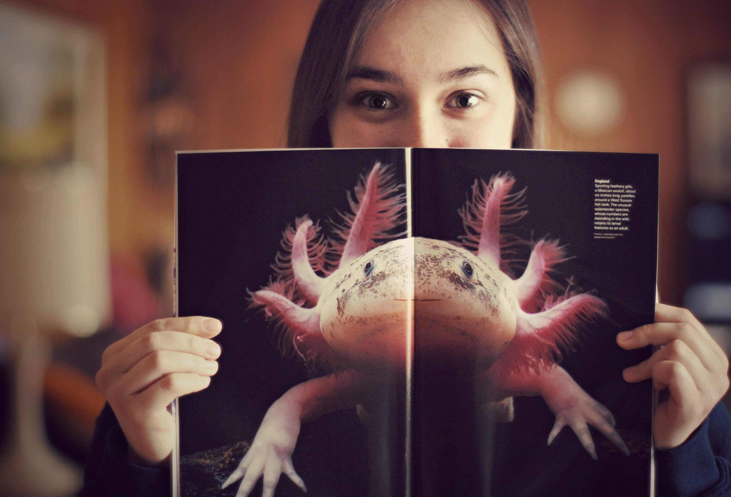 Why Are Axolotls Endangered?