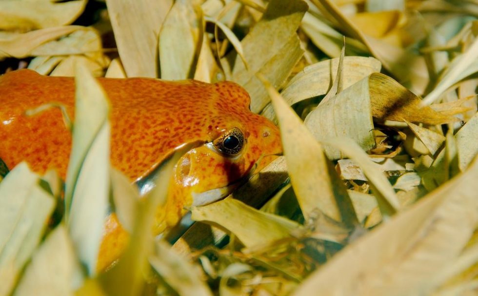 How to Properly Feed Your Tomato Frog