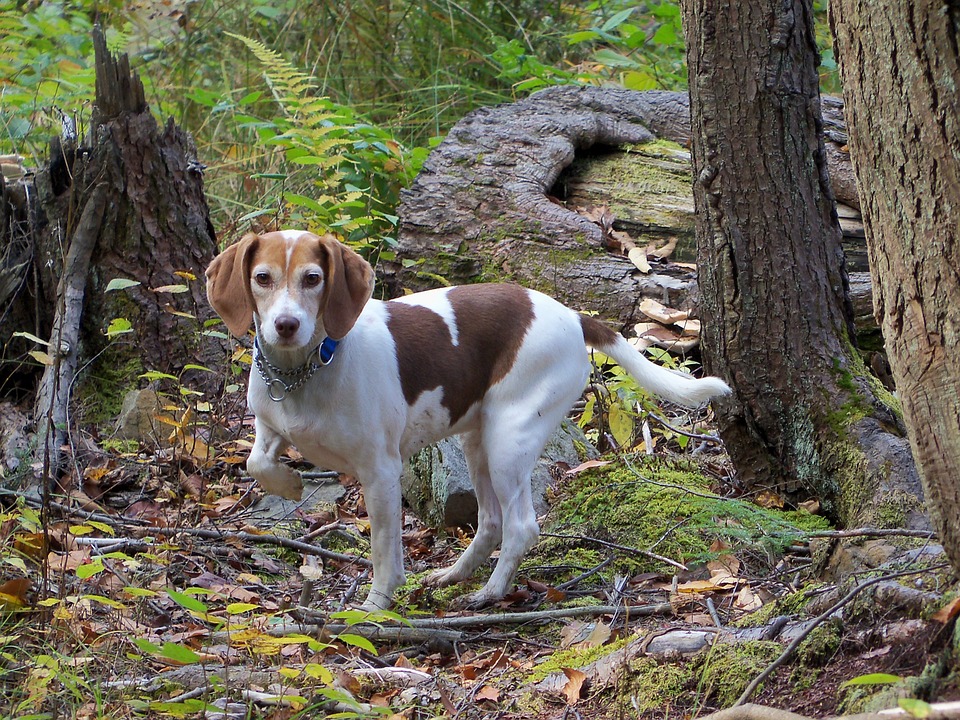 Distinctive Features of the Beagle Breed