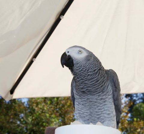 Tips for Training Your African Grey