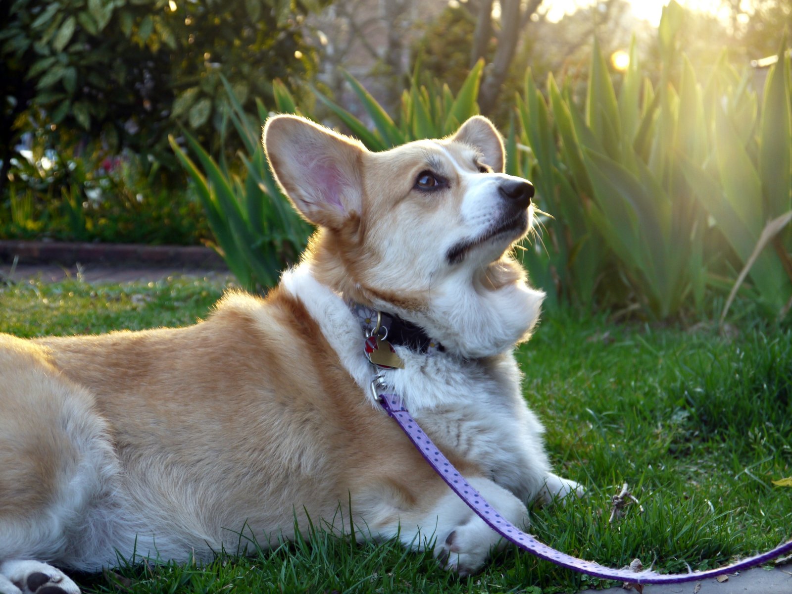 Corgi Characteristics