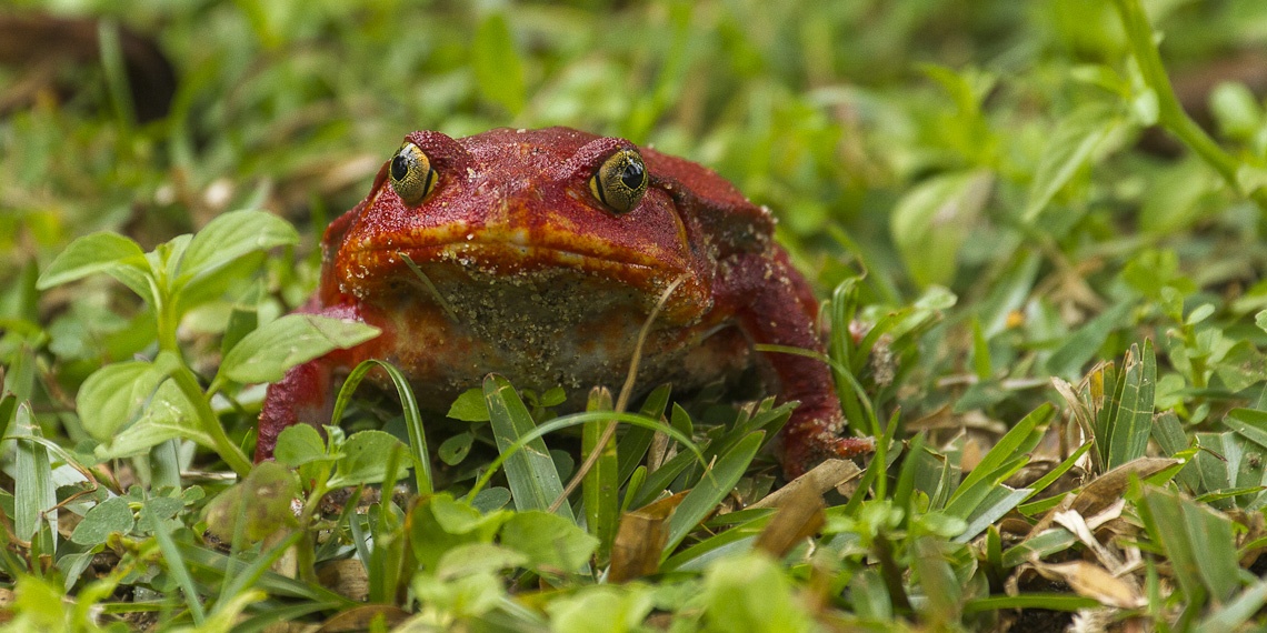 Where to Buy a Tomato Frog?