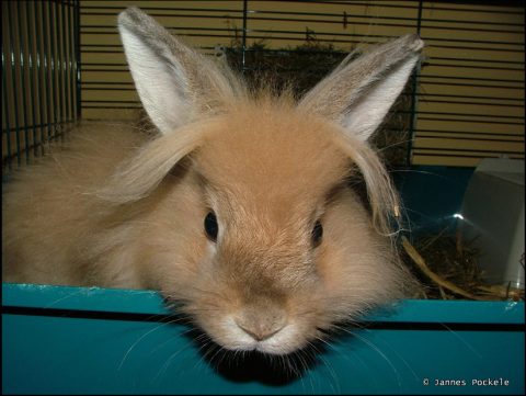 How to Keep an Angora Rabbit?