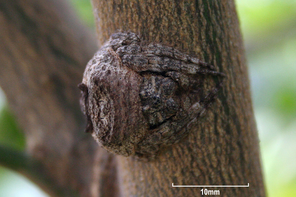 How Does the Barking Spider Survive?