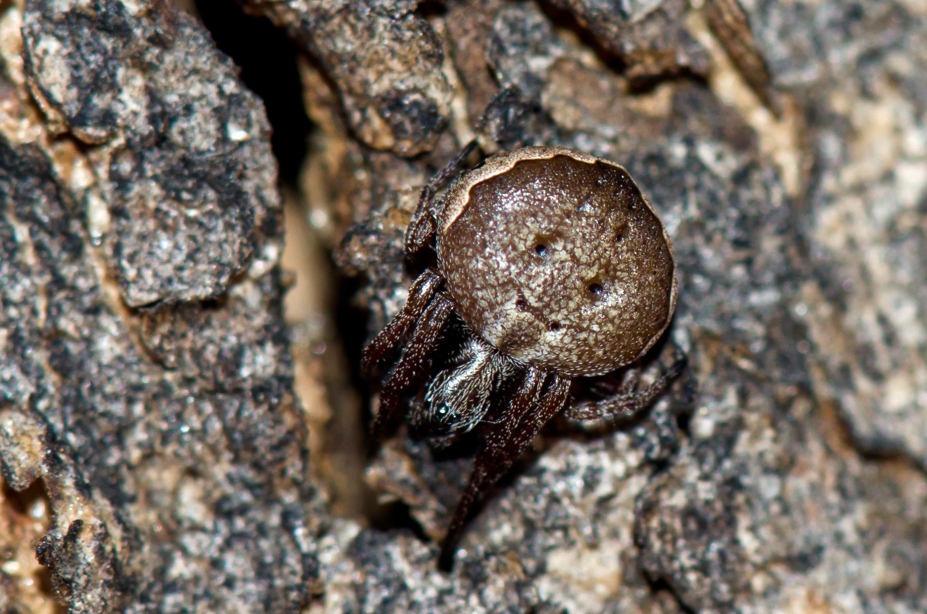 Where are Barking Spiders Found?