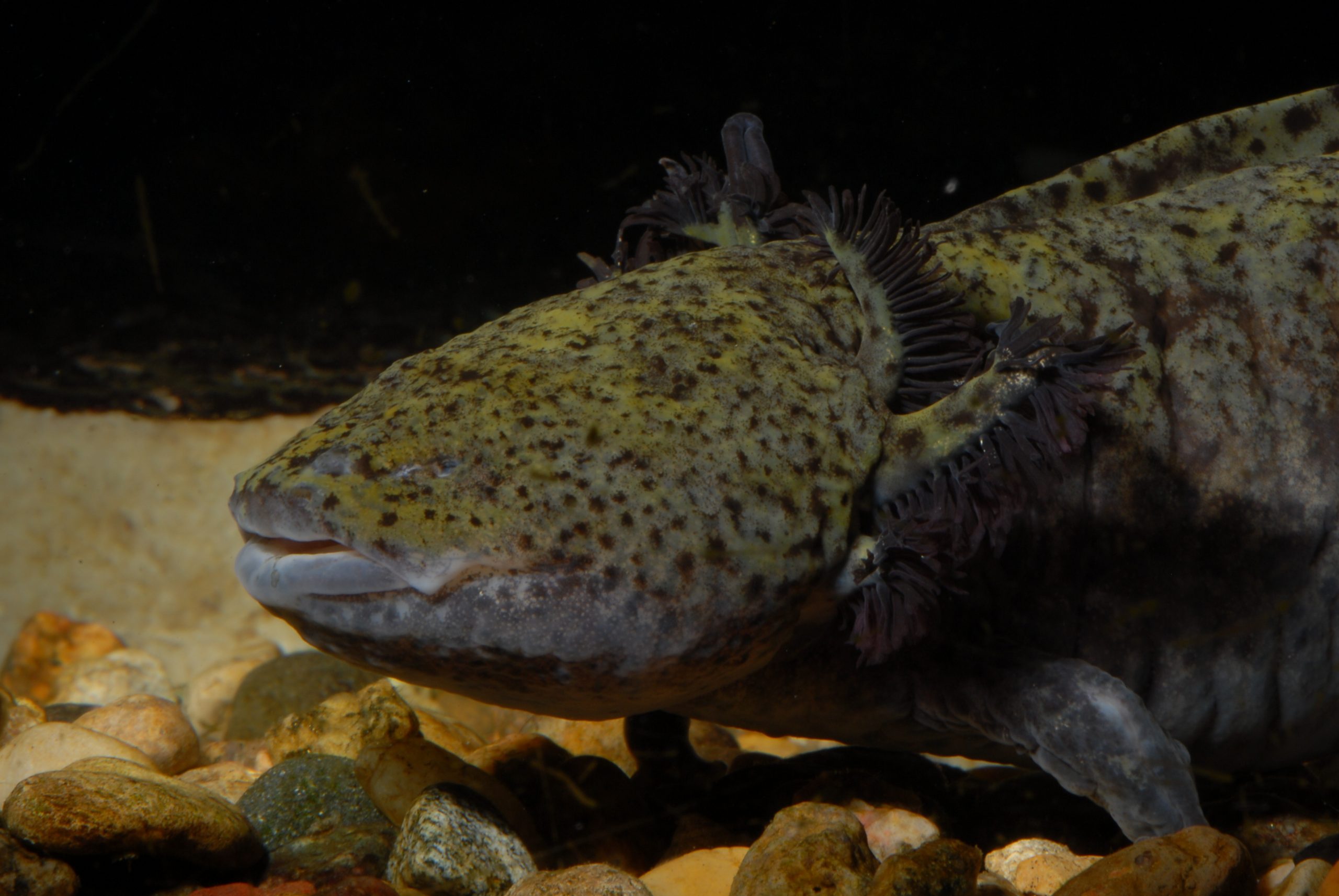 Are Axolotls Amphibians?