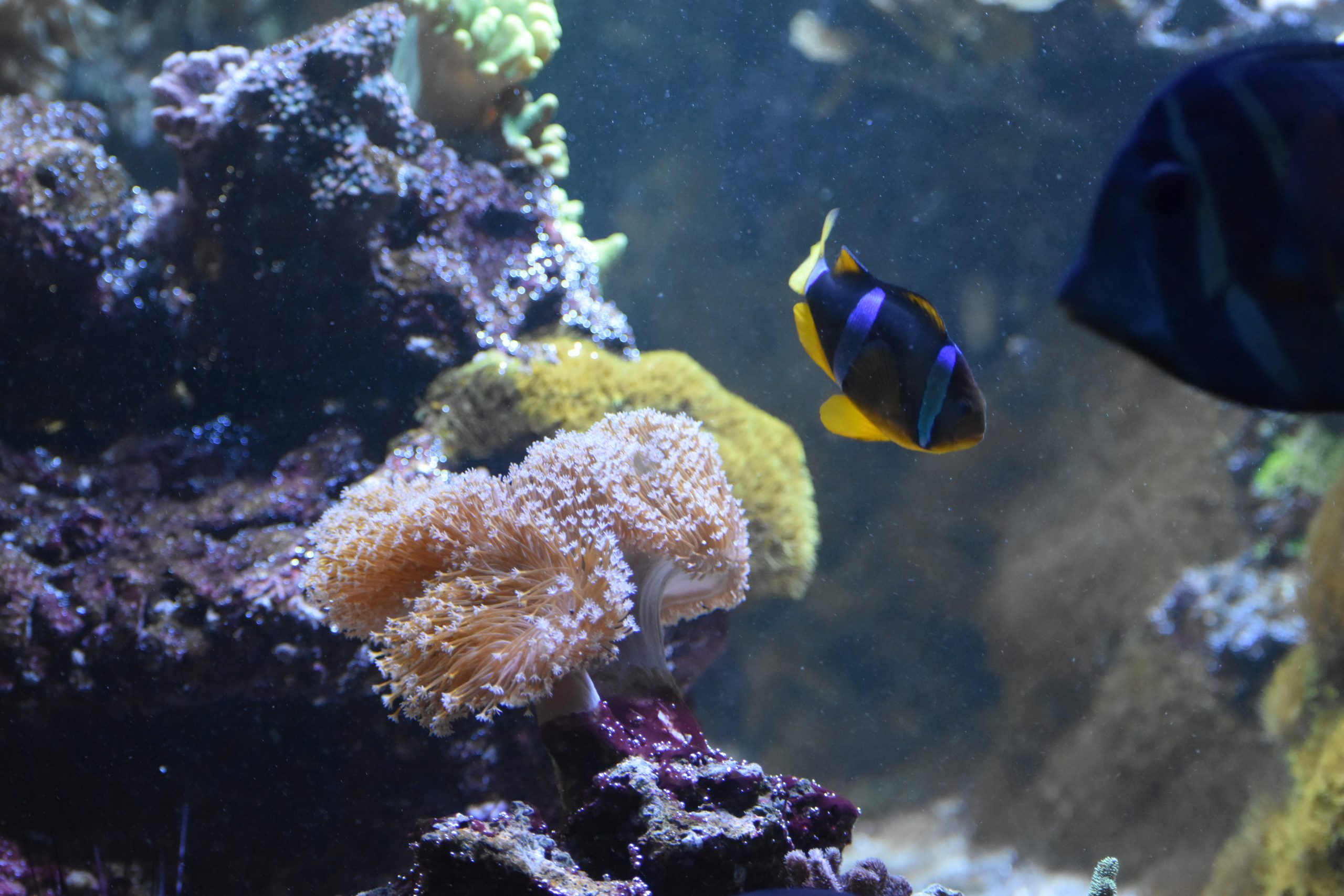What’s the Best Size for Saltwater Fish Aquarium?
