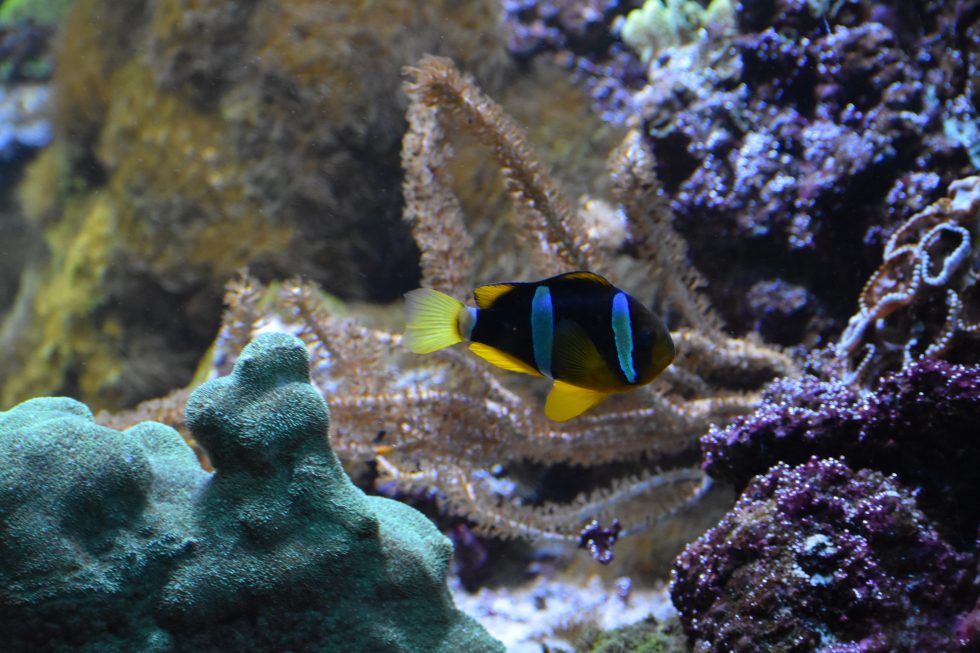 What Should I Avoid in Saltwater Fish Keeping?