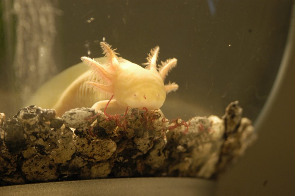 Why Do Axolotls Regrow?
