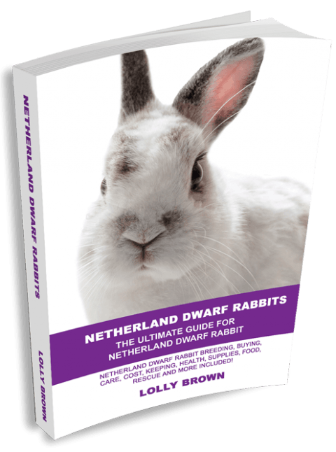 Lolly Brown About Netherland Dwarf Rabbits lolly-brown-about-netherland-dwarf-rabbits