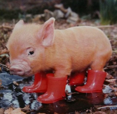 How Much Should I Feed My Mini Pig?