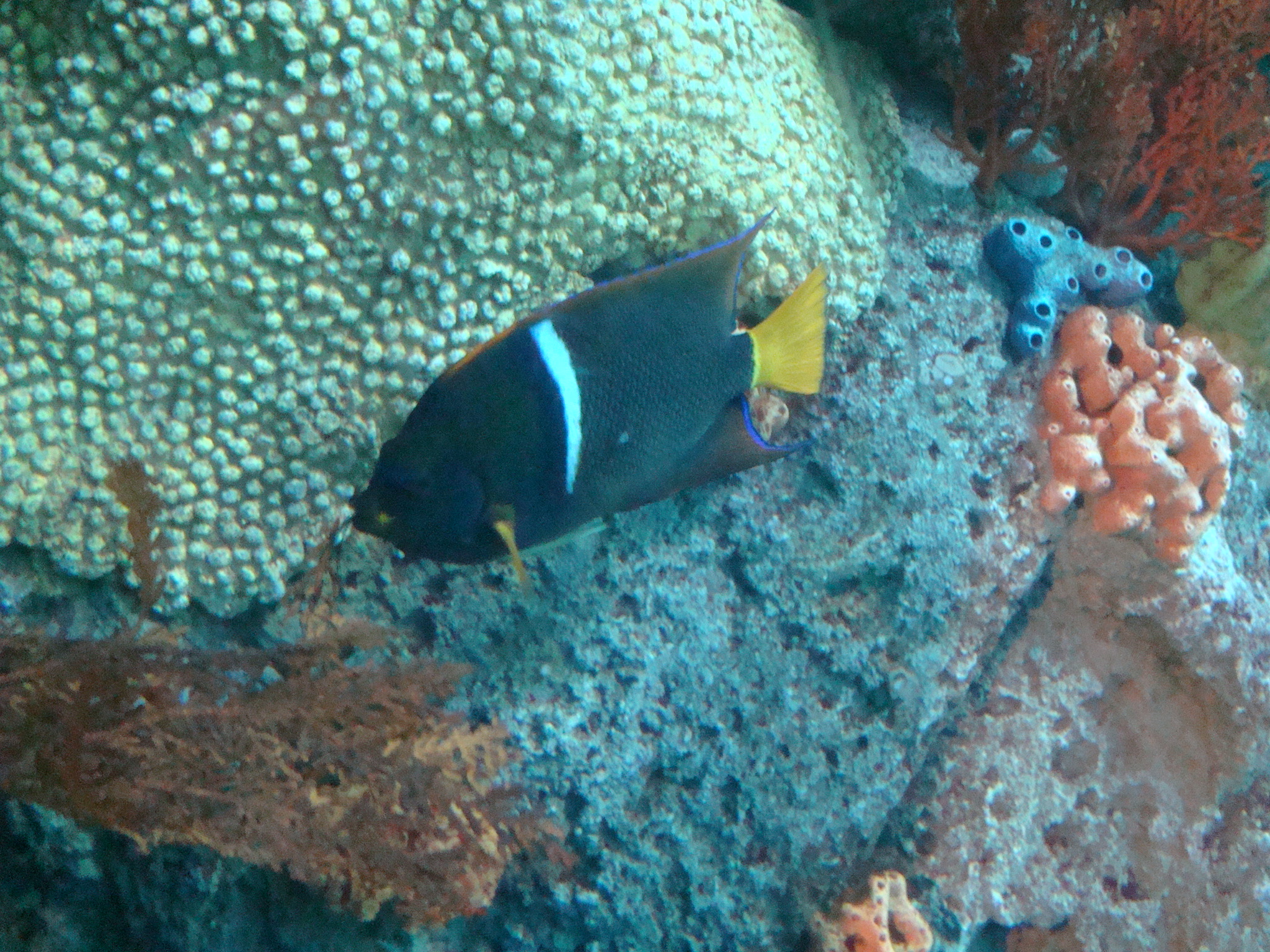 How to Select a Saltwater Fish?