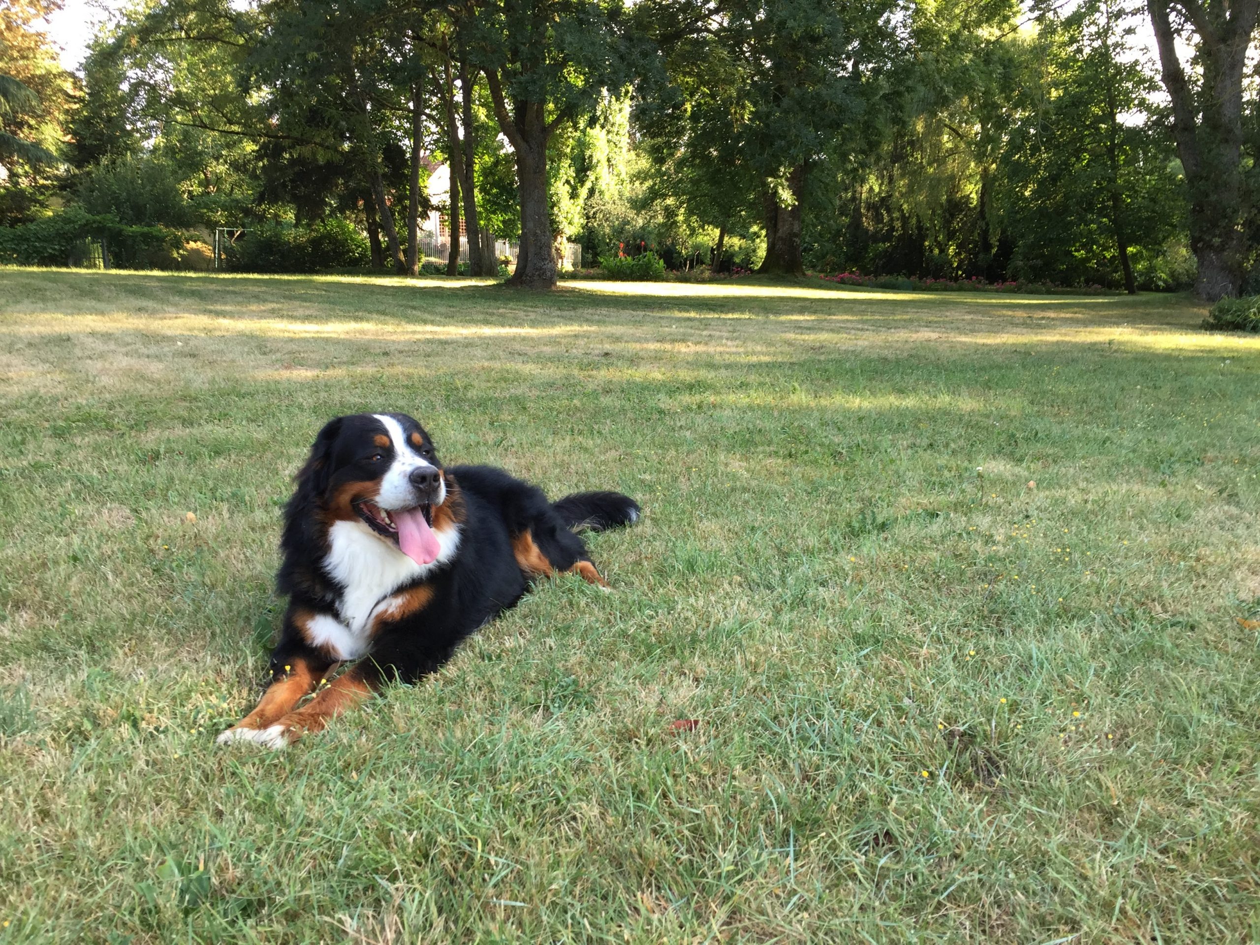 How to Breed Bouviers?