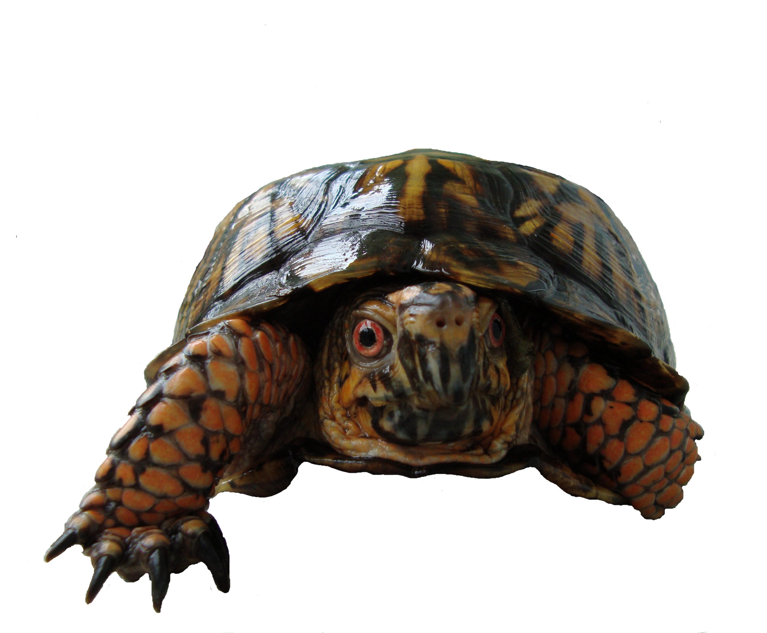 What’s a Common Box Turtle?