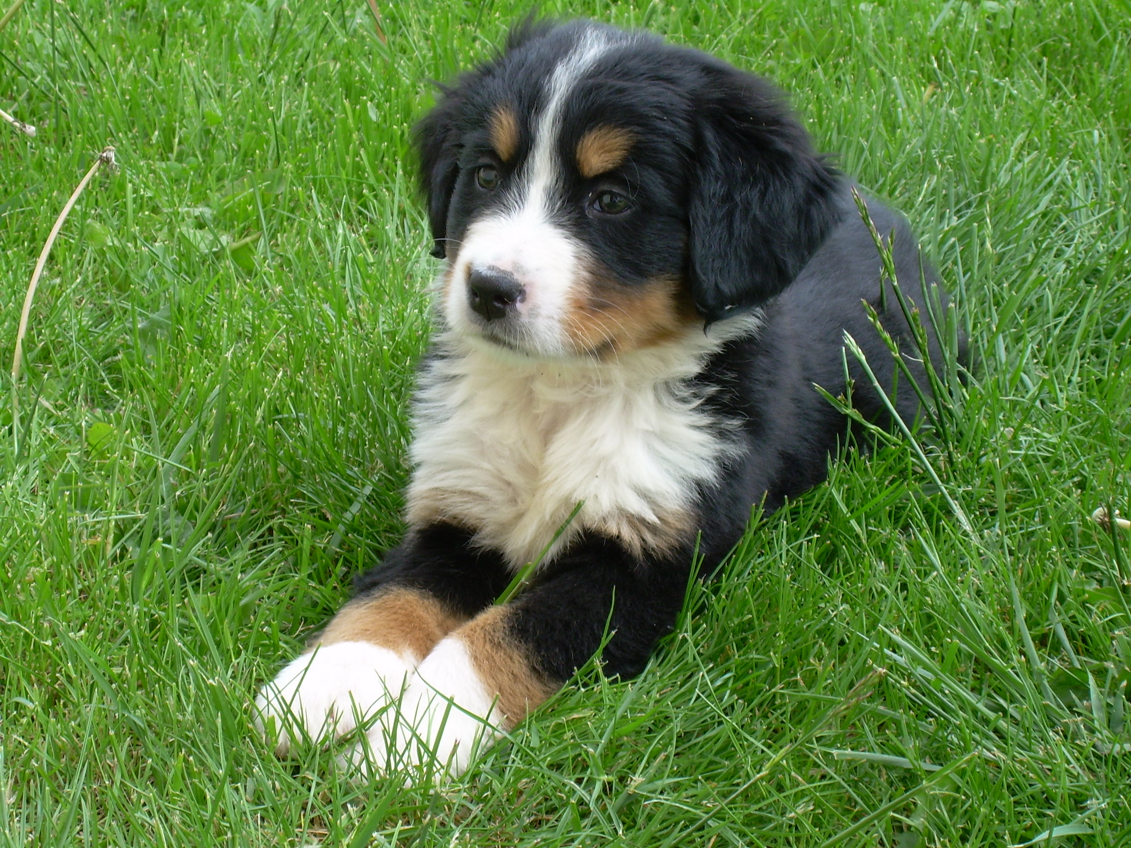 Do Bouvier Dogs Play?