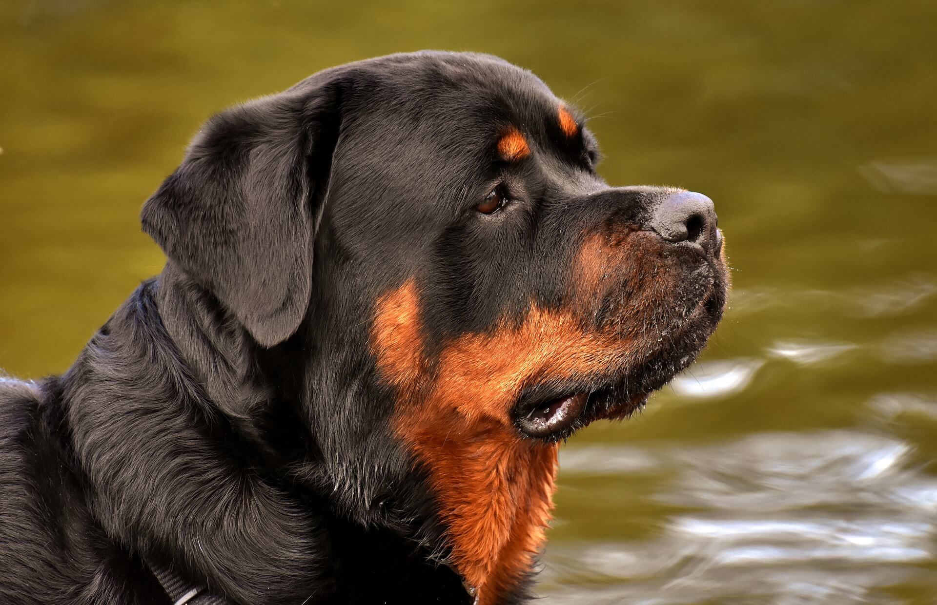 What Is Skin Inflammation in Rottweilers?