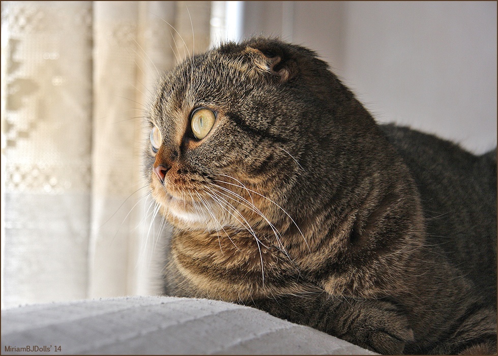 Captive Ball Pythons
