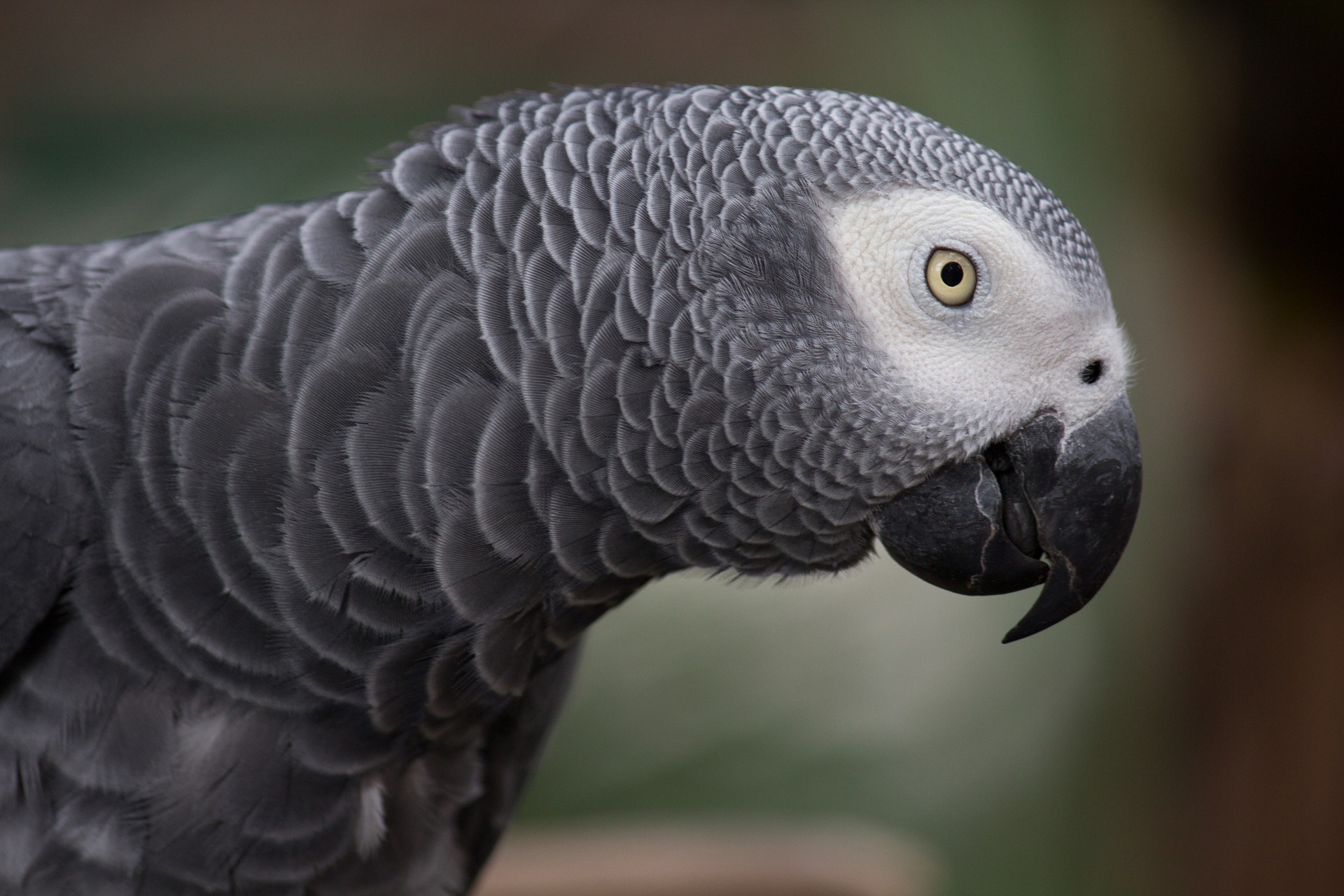 How Do I Parrot – Proof My House?