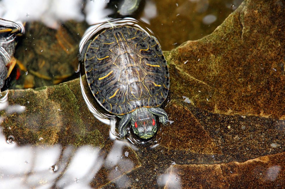 What’s the Diet of a Red – Ear Slider Turtle?