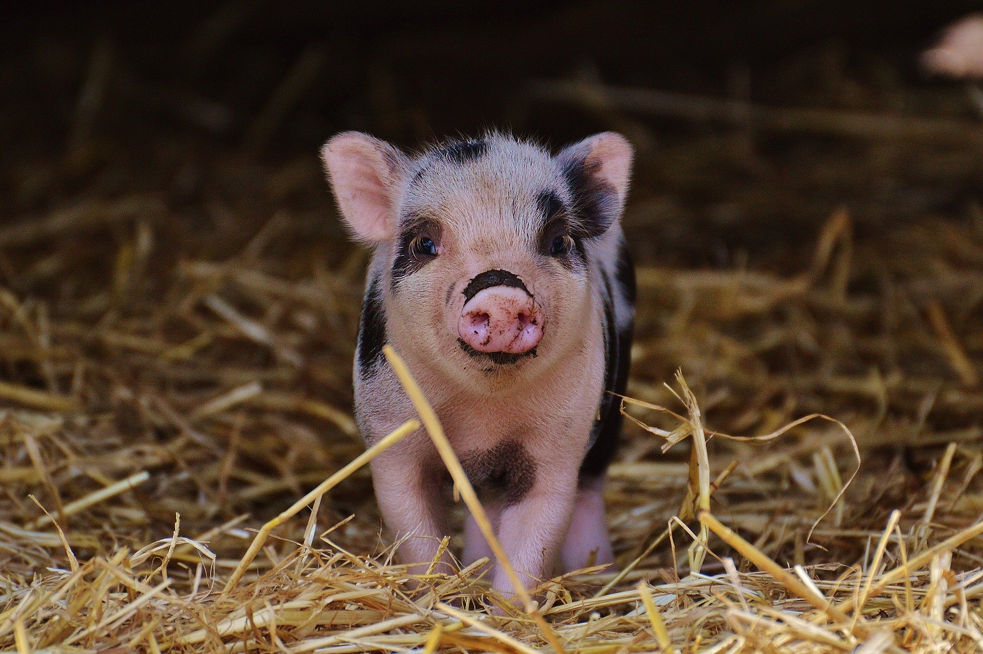 How Do I Pig - Proof My Home?