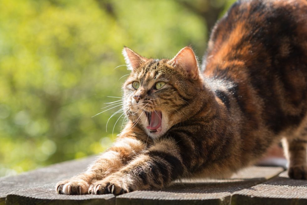 Why Is My Siberian Cat Scruffing?