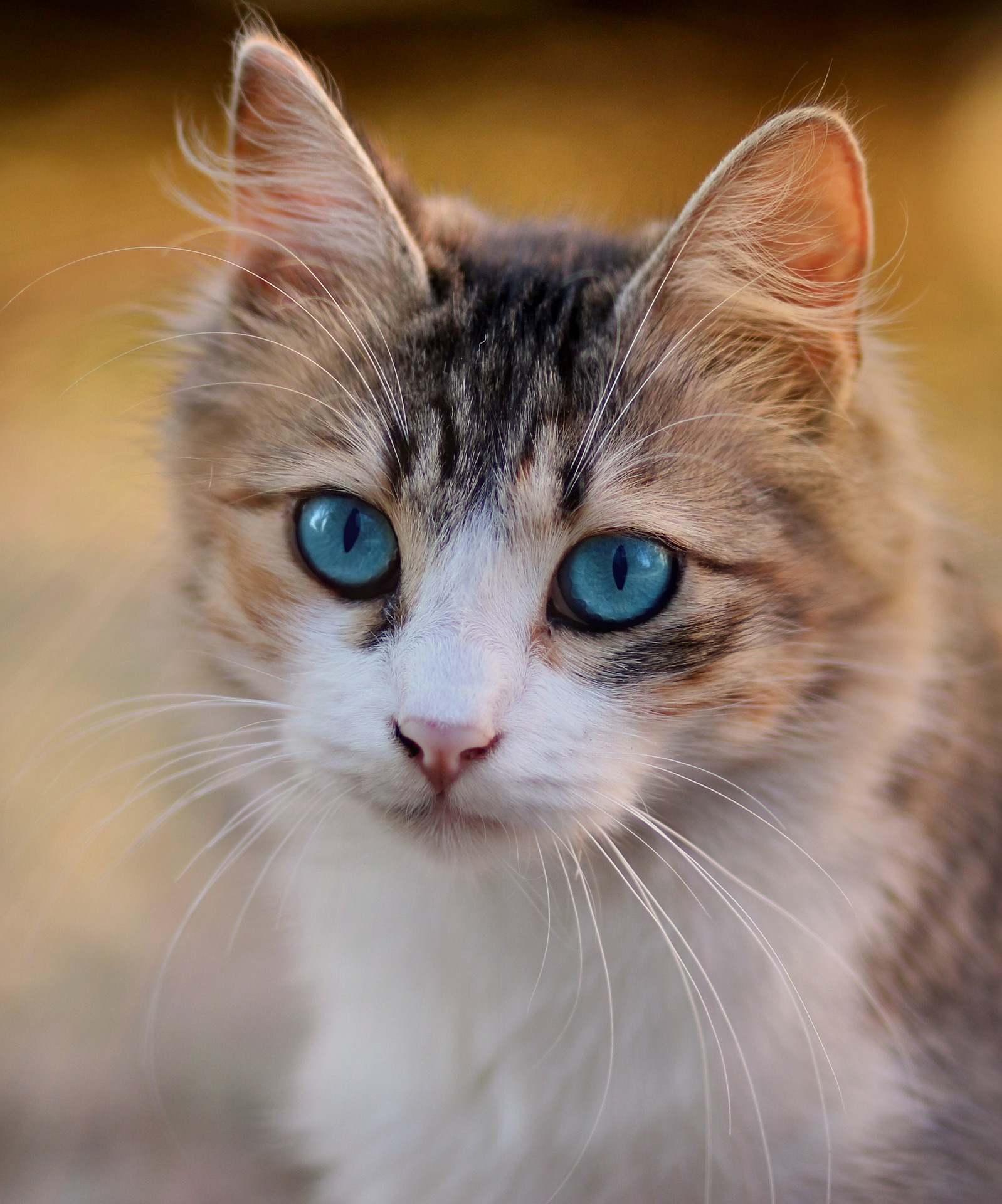 Why Is My Cat Gazing?
