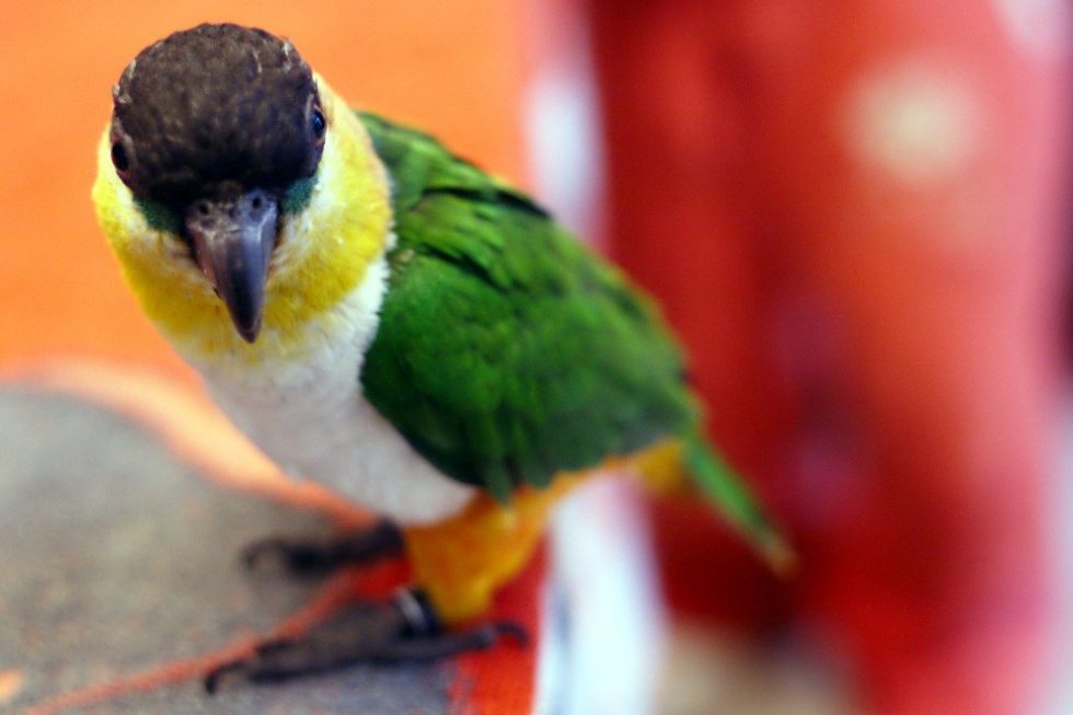 How to Spot a Healthy Caique