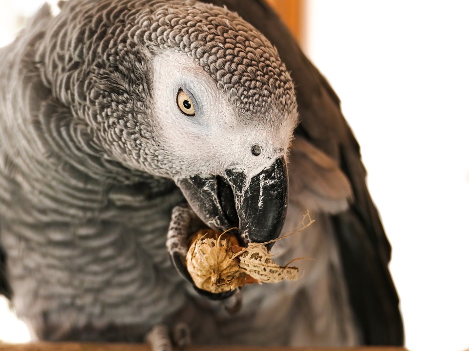 What to Feed Your African Grey?