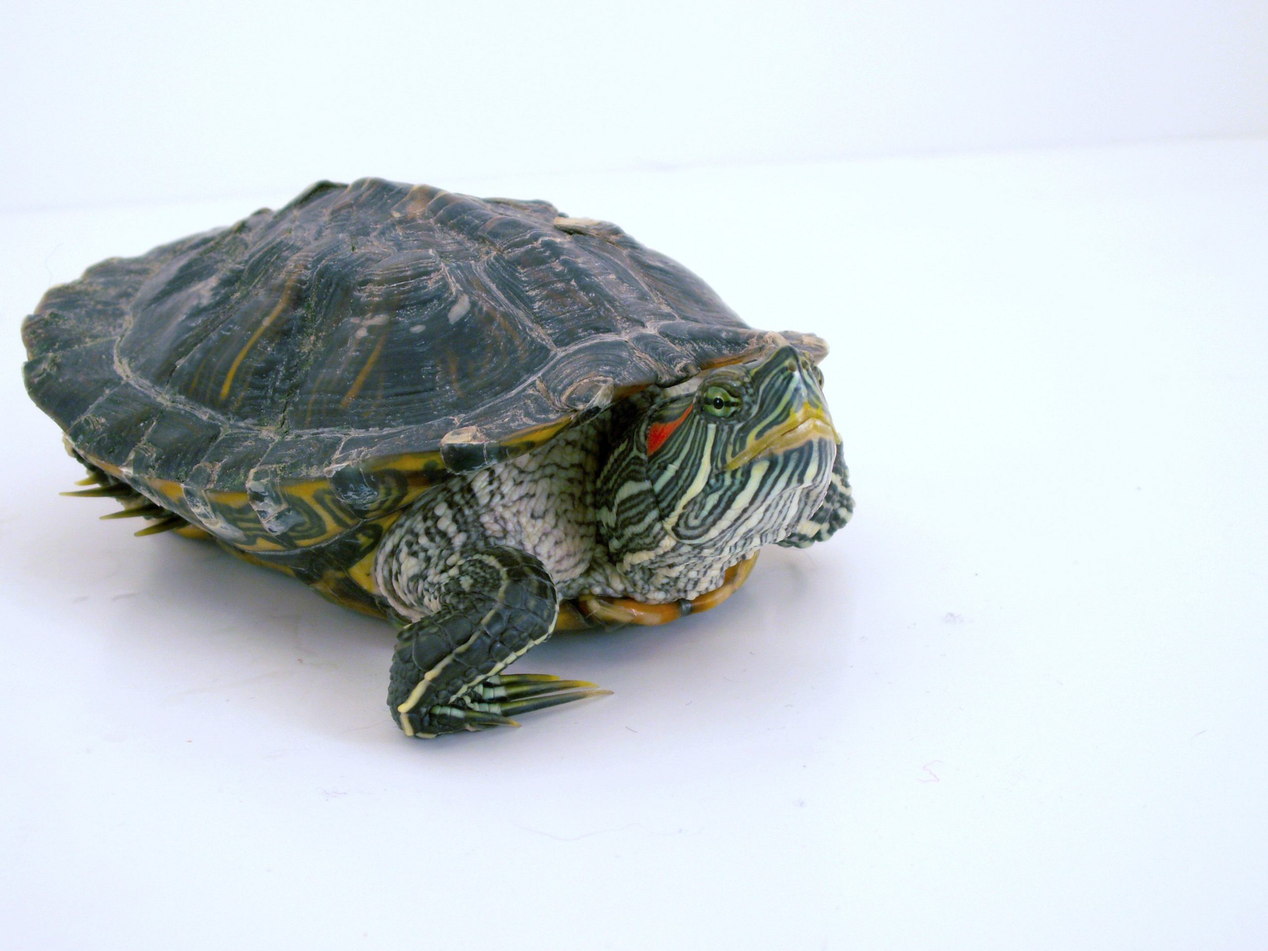 Basic Needs of Red Ear Slider Turtles?