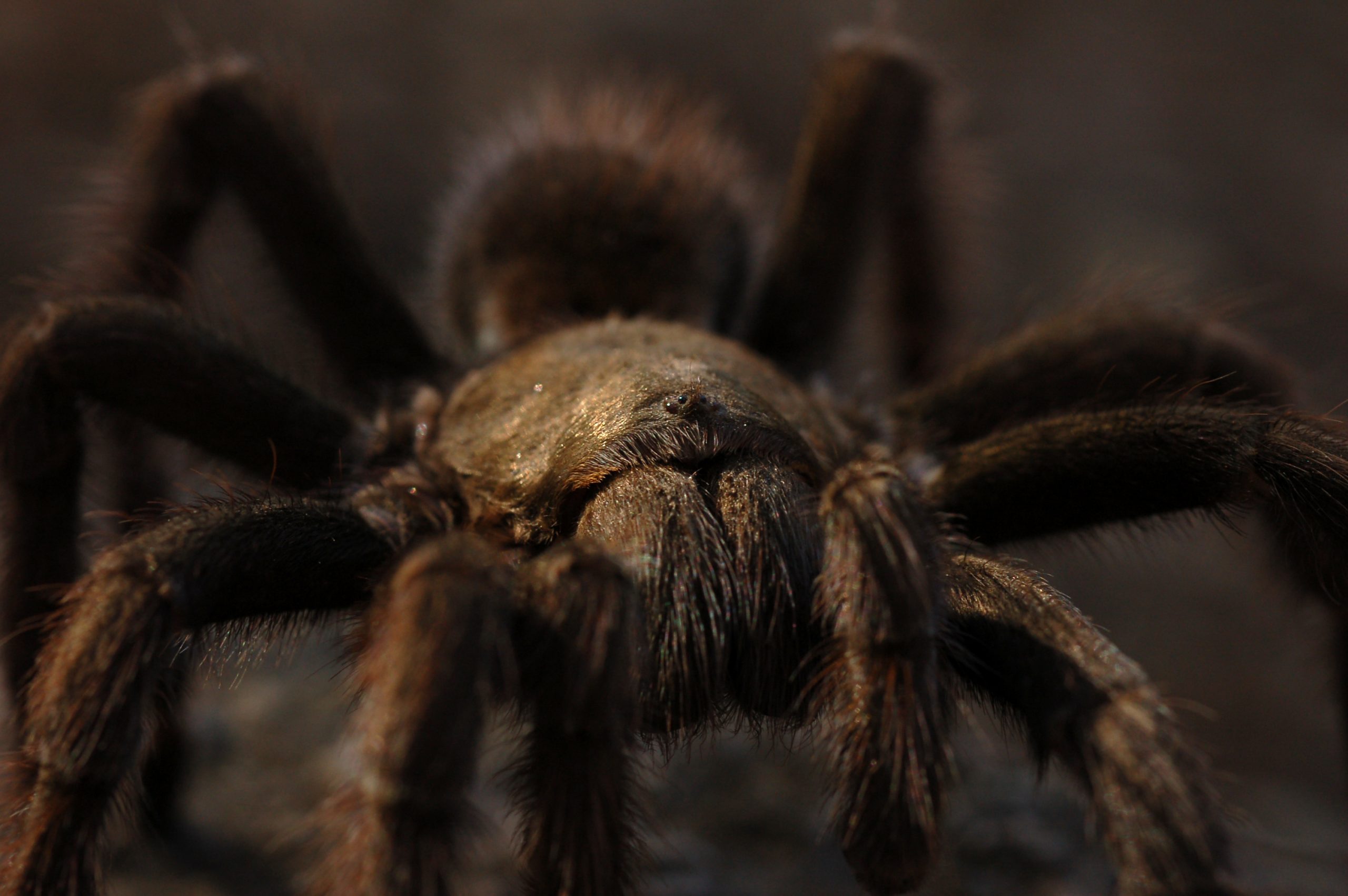 How to Keep Your Tarantula Healthy?