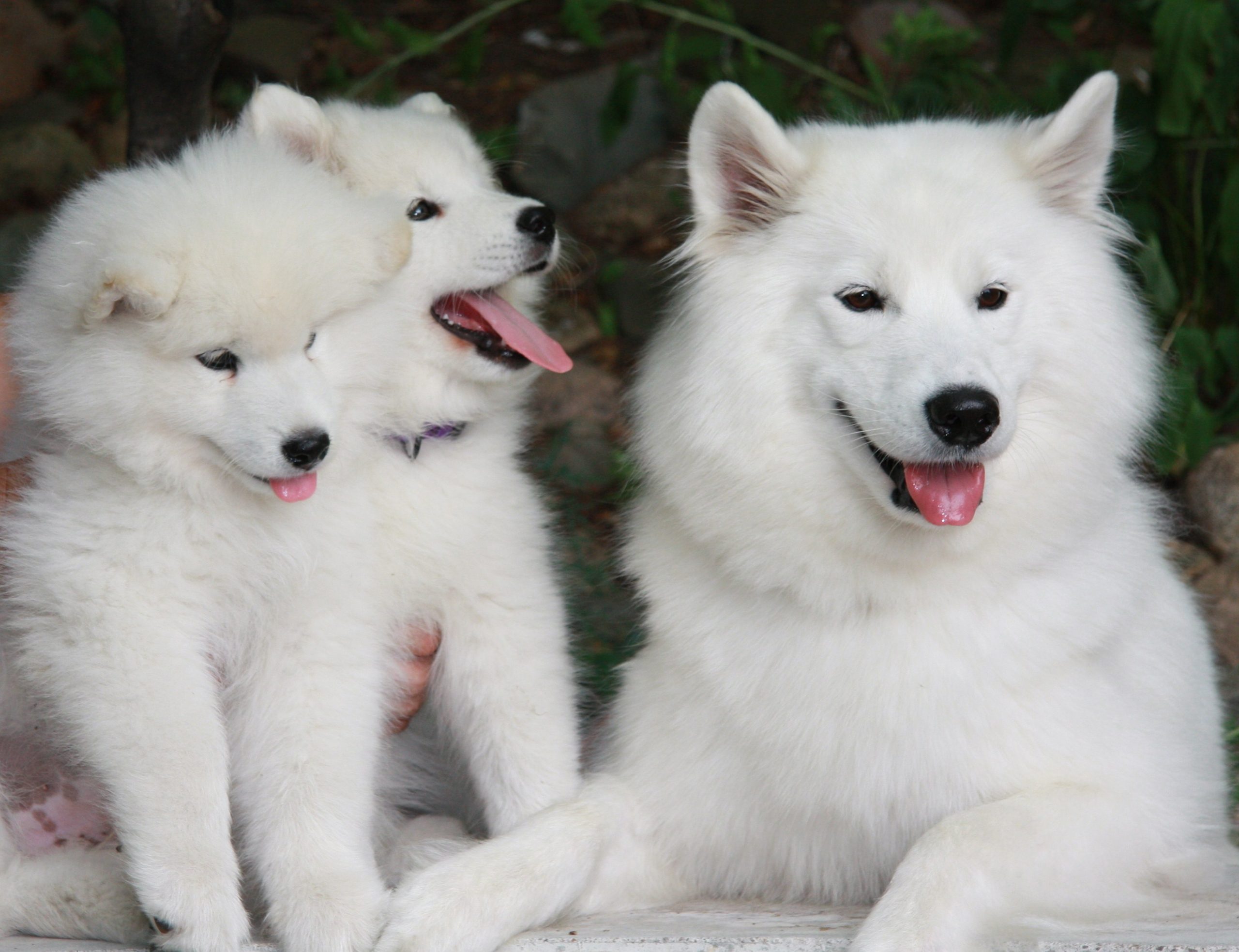 Are Samoyed Dogs the Right Breed for You?