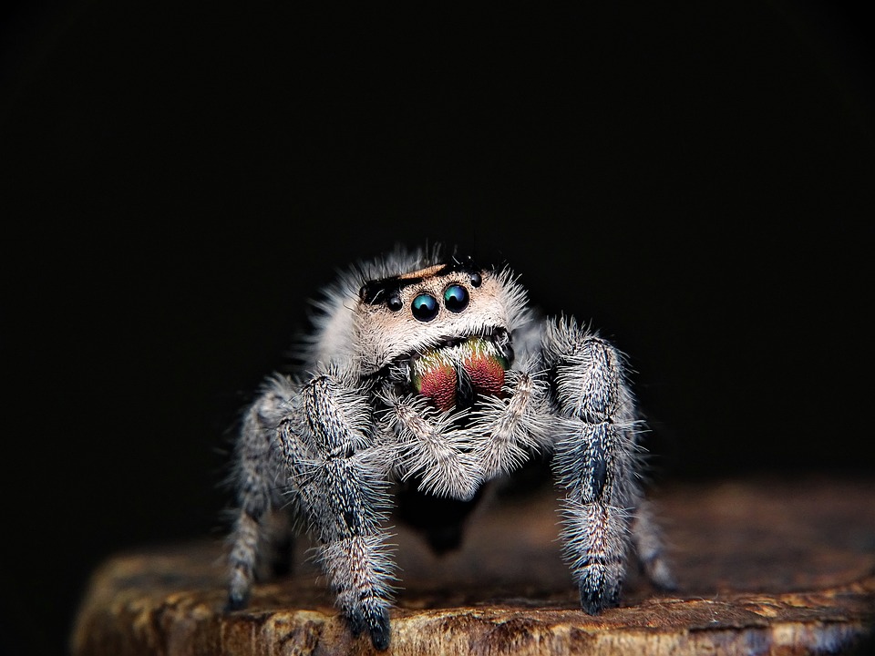 How To Keep Barking Spiders how-to-keep-barking-spiders
