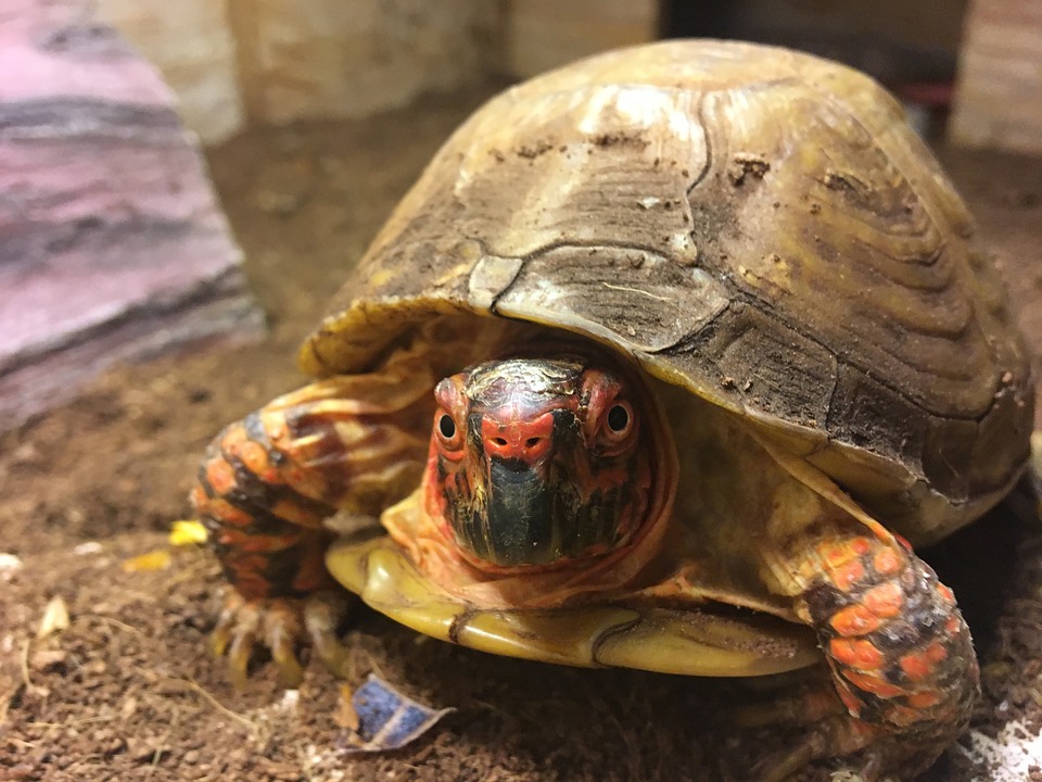 How to Care for Box Turtles?