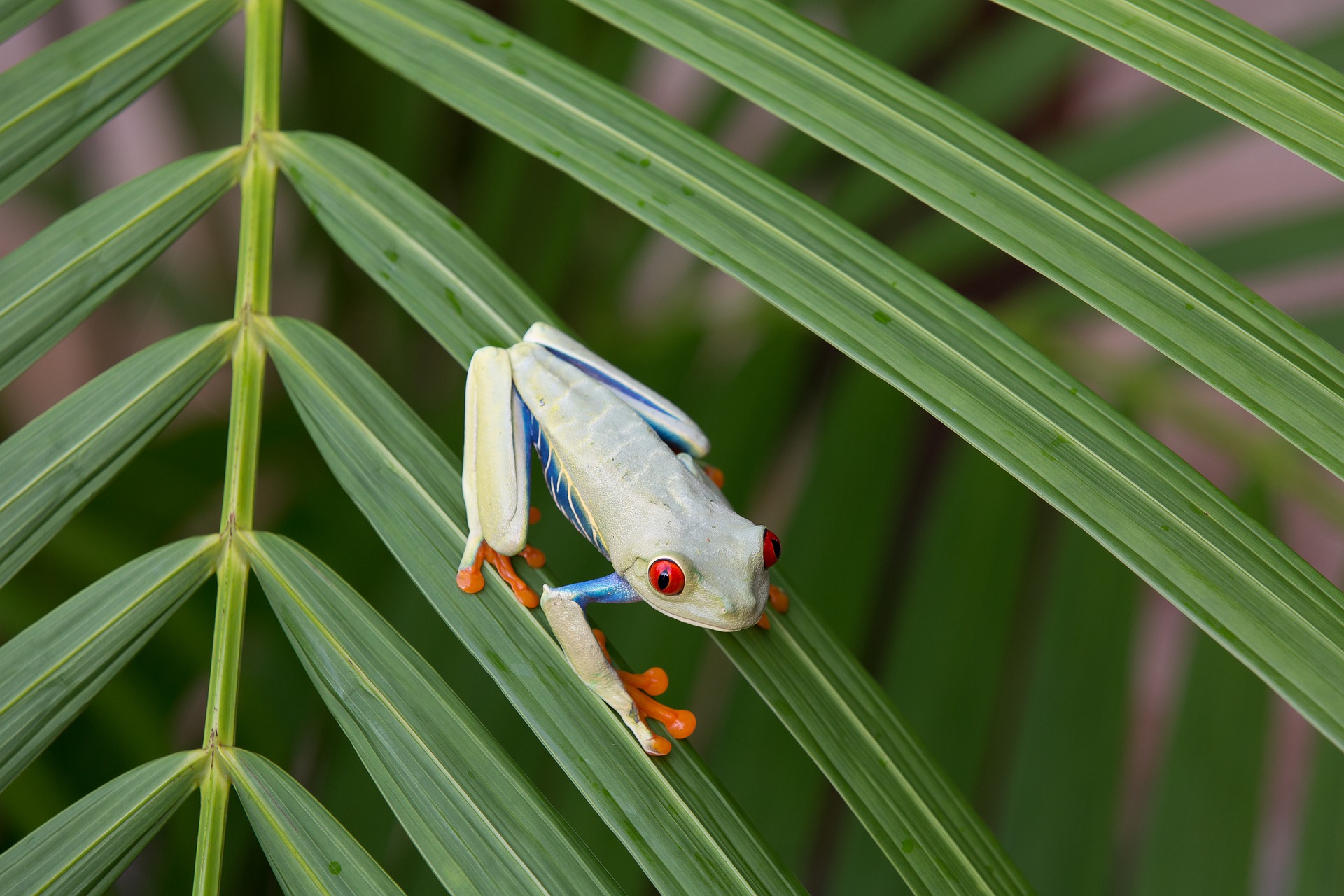 How to Set Up a Habitat for Red – Eye Tree Tadpoles?