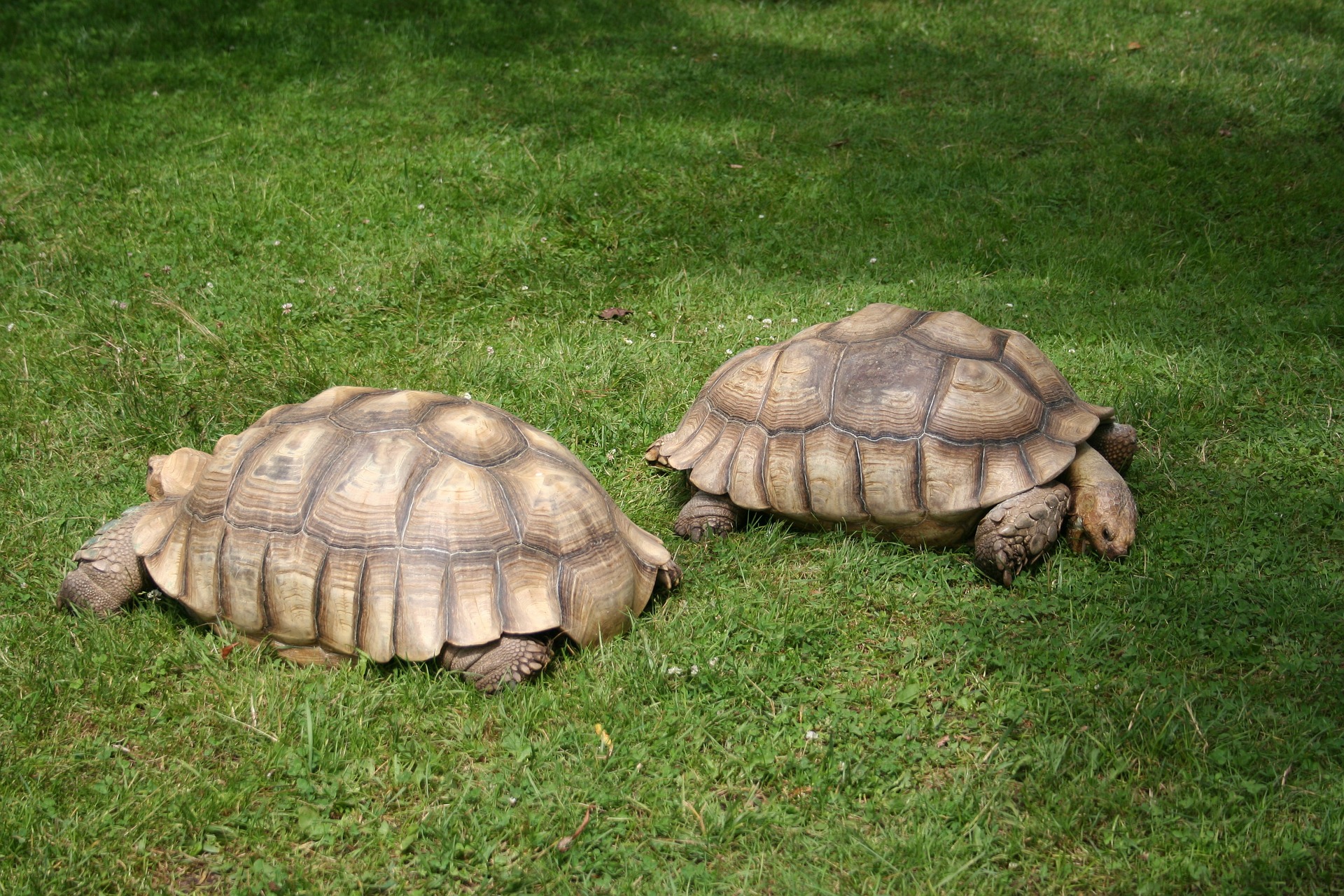 How to Tell the Gender of Your Tortoise?