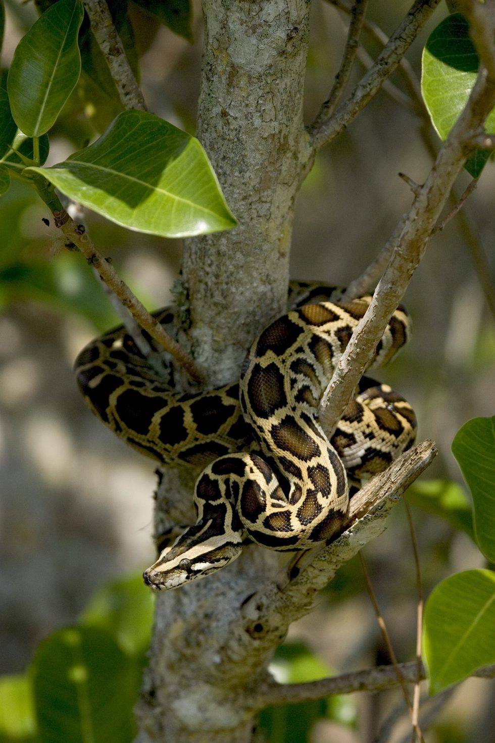 What Is the Best Bedding for Burmese Python?