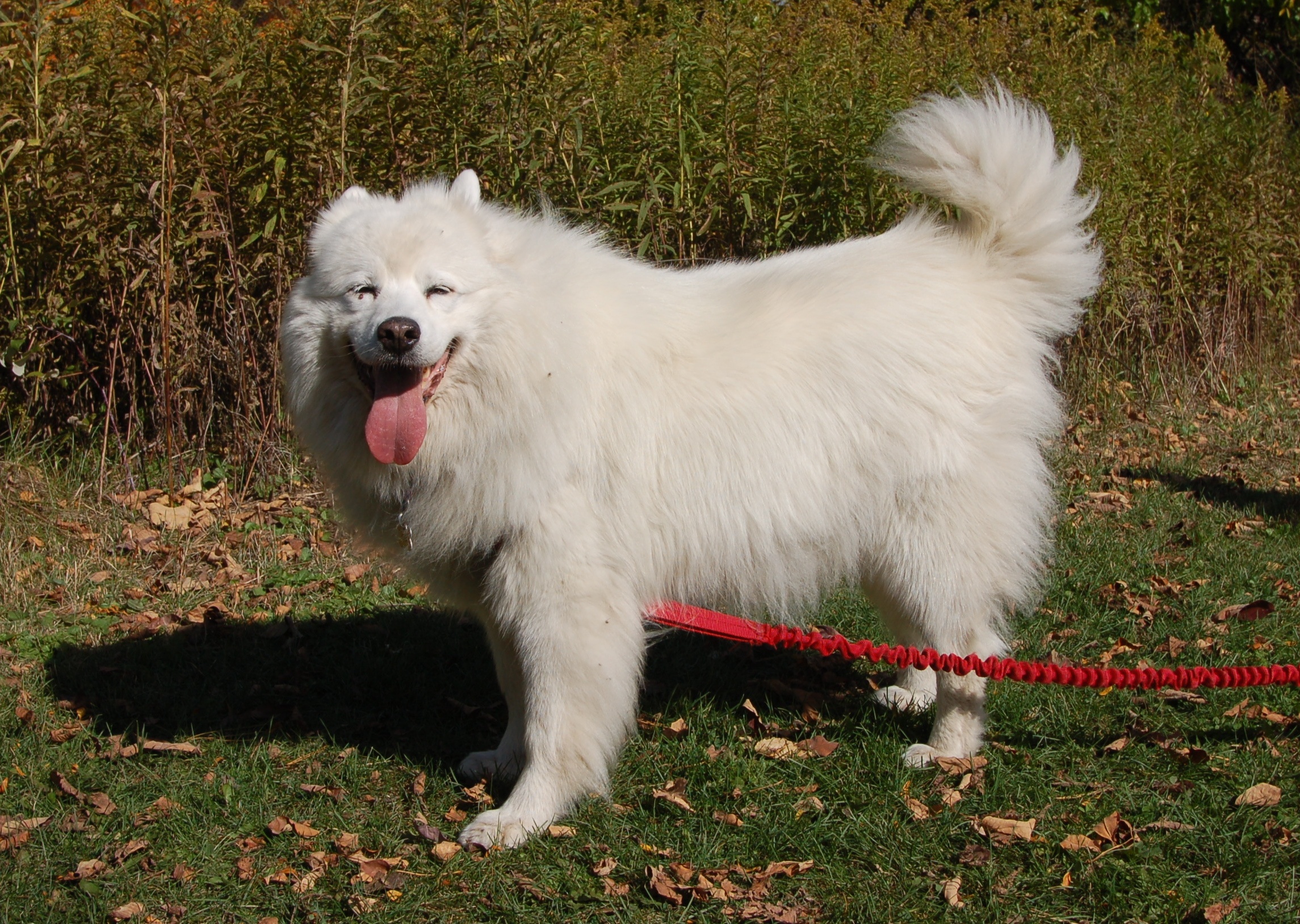 Do Samoyeds Make a Good Watchdog?