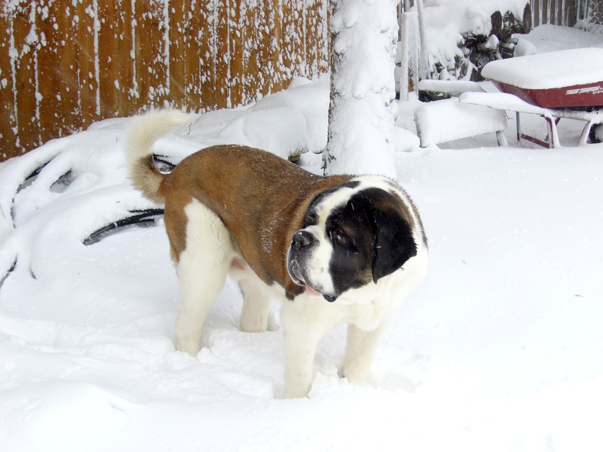 What to Feed Your St. Bernard Puppy?