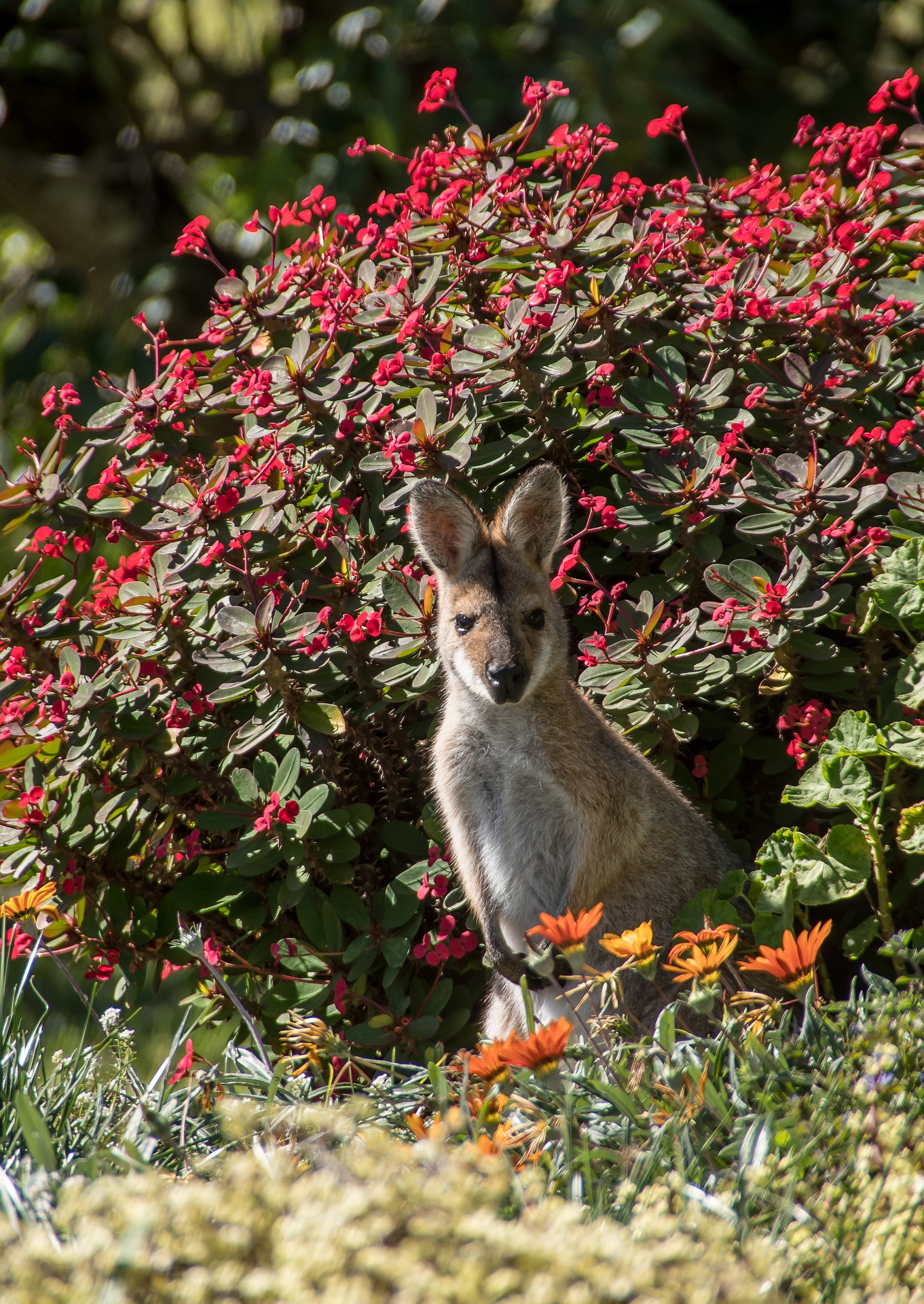 Are Wallabies and Macropods the Same?
