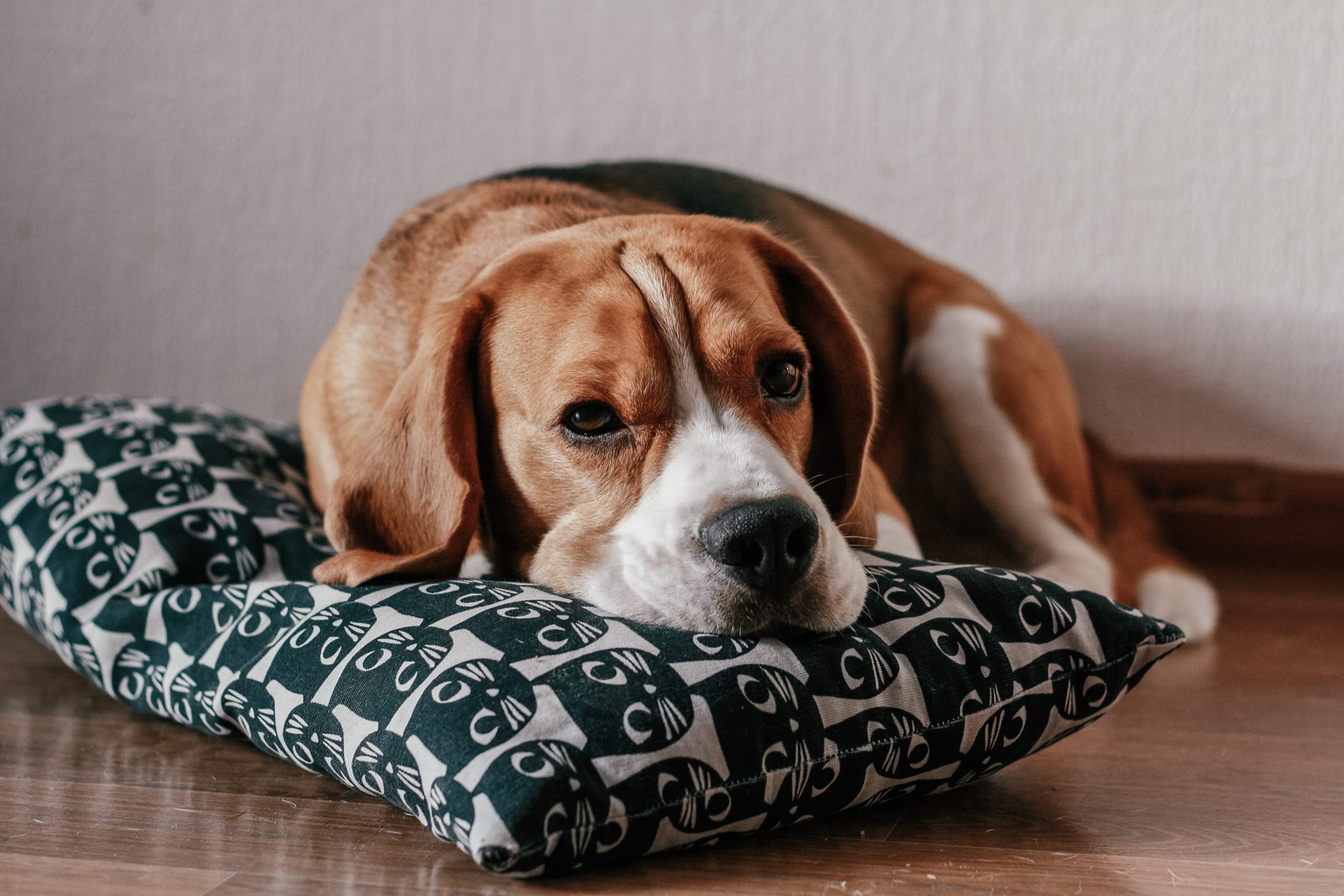 How to Minimize the Smell of Beagle Dogs?