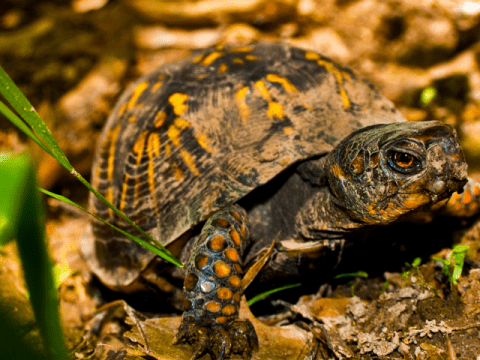 What’s the Best Substrate for Box Turtles