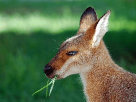 What Do Wallaroos Eat?